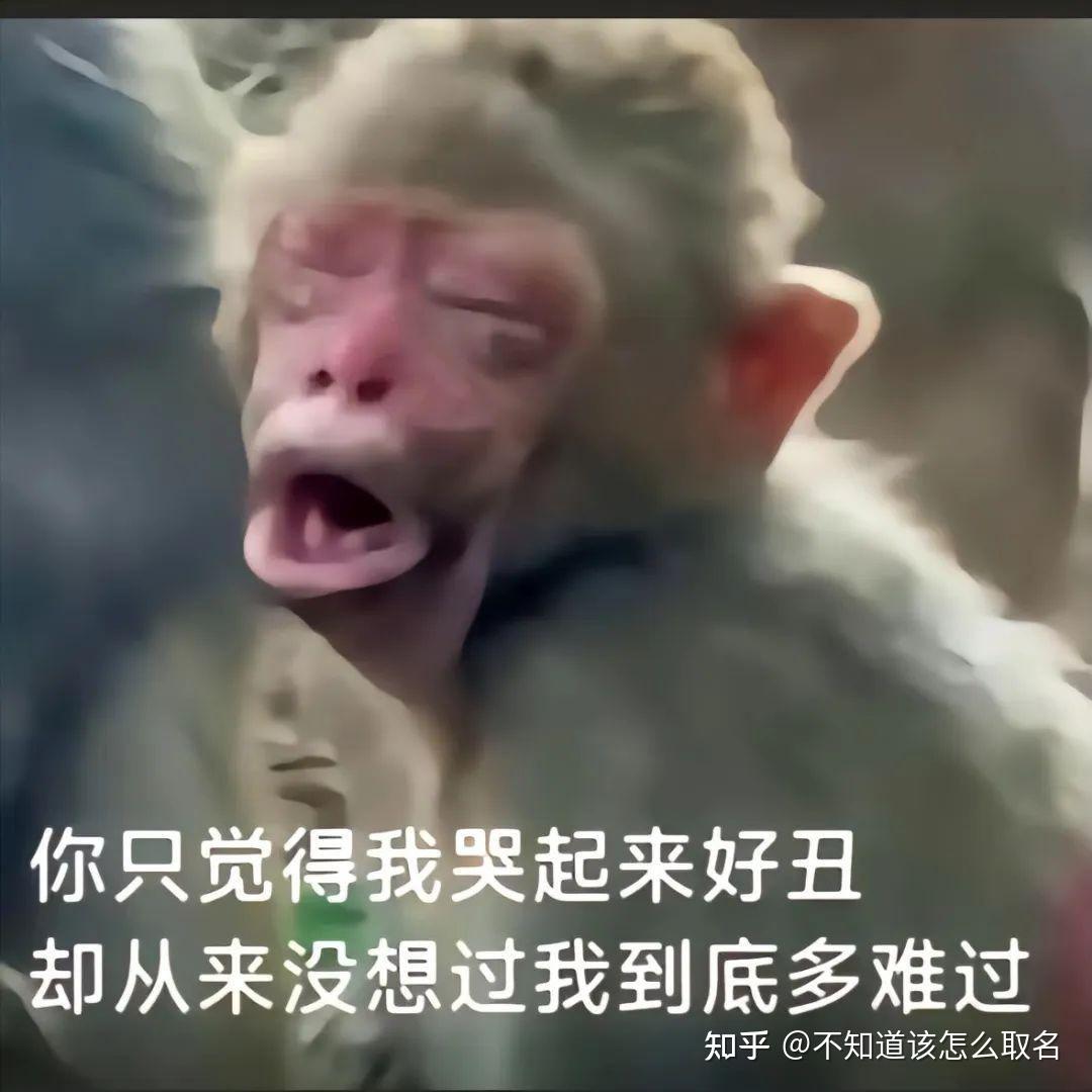 猴子表情包汇总 - 知乎