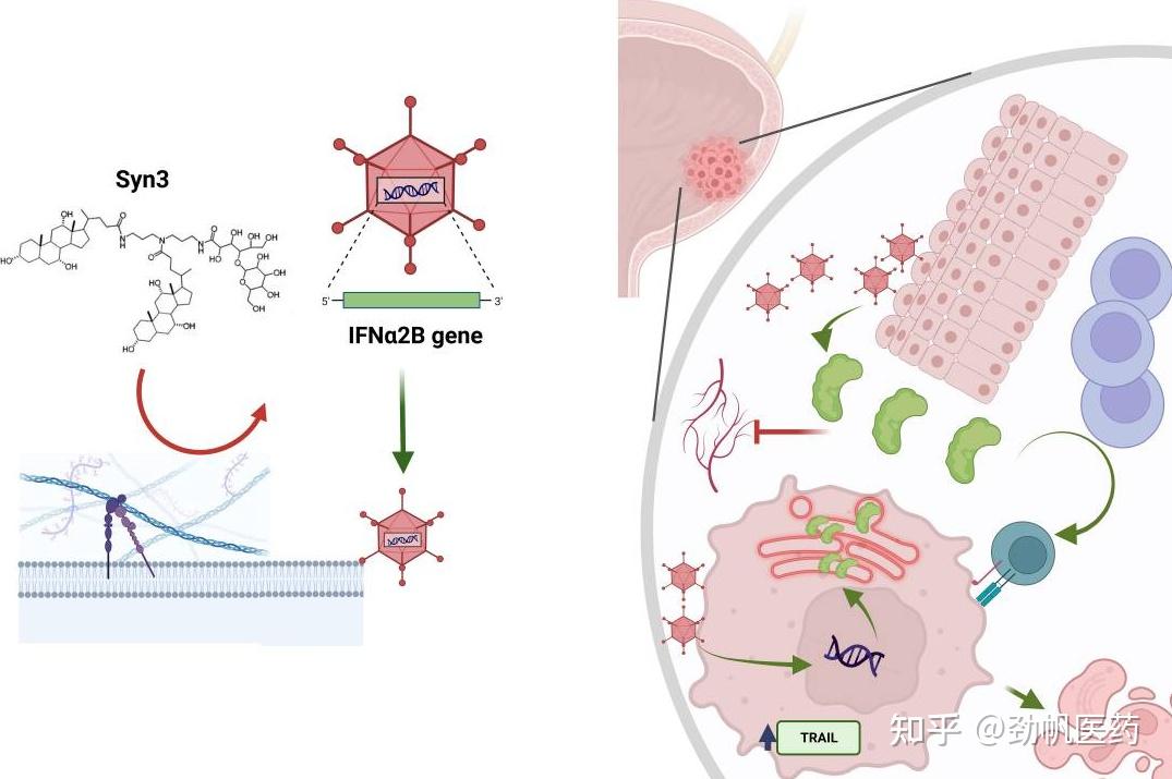 【溶瘤病毒】腺病毒（adenovirus，AdV） - 知乎