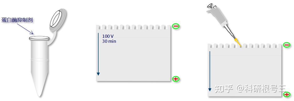 验证核酸-蛋白相互作用 | 凝胶迁移EMSA实验流程及结果分析 - 知乎