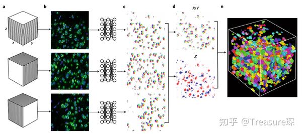 Cellpose——3D细胞分割 - 知乎