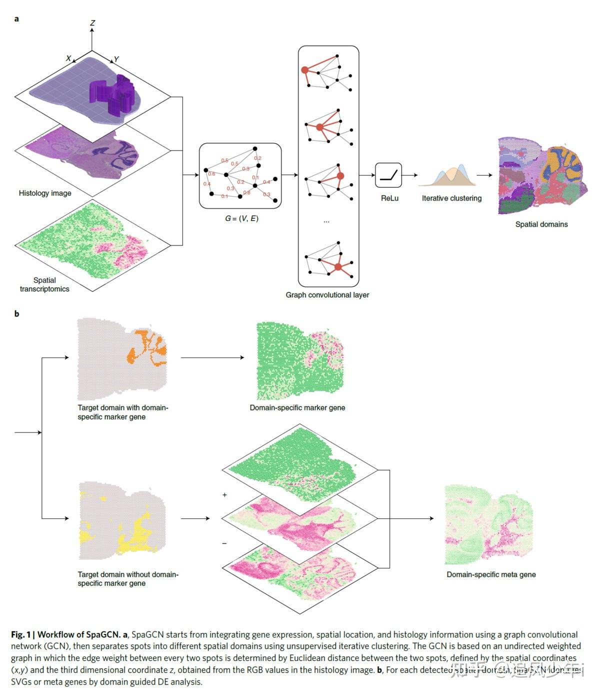 10X空间转录组聚类分析回顾之SpaGCN(结合基因表达信息、空间位置和形态学) - 知乎