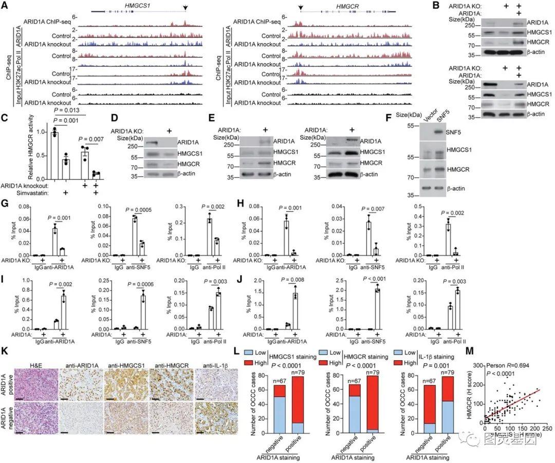 Cancer Cell ｜ 揭秘他汀类药物通过焦亡抑制癌症机制 - 知乎