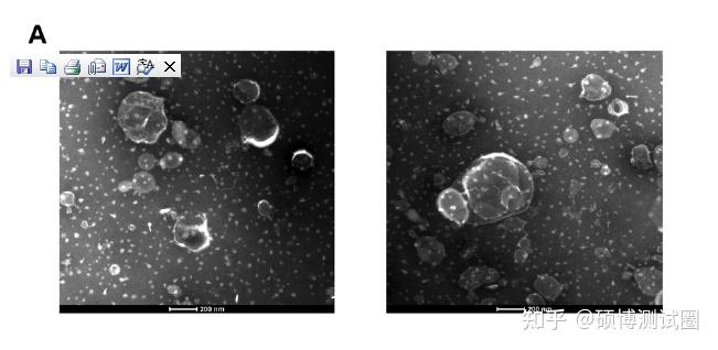 一文读懂外泌体鉴定 - 知乎