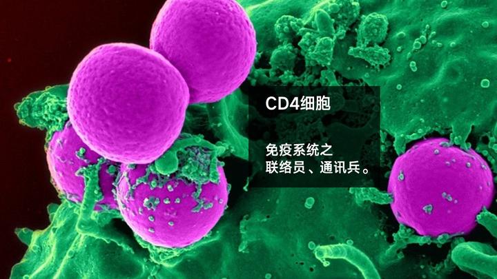 CD4细胞是什么鬼？它能放CD吗？ - 知乎