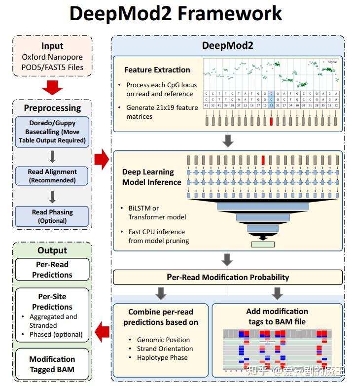 论文阅读——使用 Oxford Nanopore 测序进行甲基化检测的信号处理和深度学习框架（DeepMod2） - 知乎
