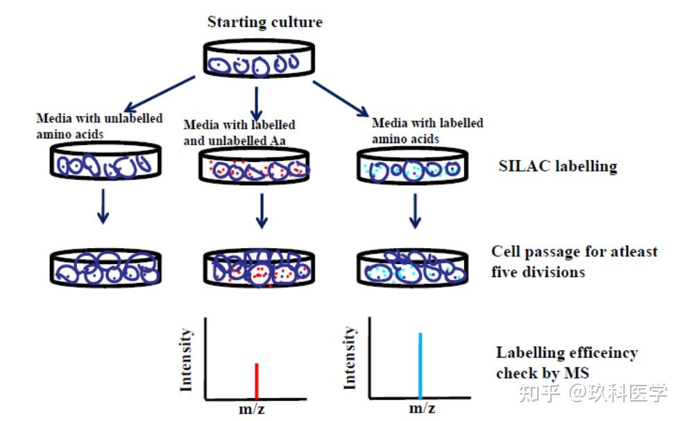 SILAC|质谱技术的飞速发展，实现了高通量的蛋白质组学鉴定 - 知乎
