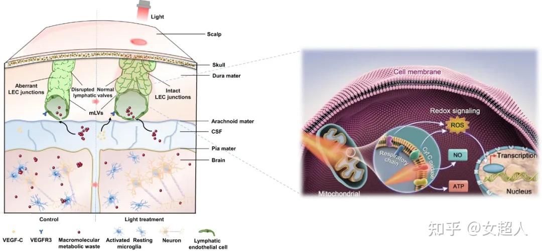 Nat Commun：单细胞转录组测序揭示脑膜淋巴管的非侵入性调控可改善小鼠的衰老和阿尔茨海默氏病相关的病理和认知提升 - 知乎