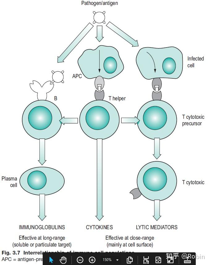 Immunology 人体免疫学基本概念 - 知乎