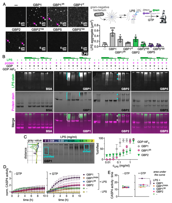 PNAS丨LPS 聚集蛋白 GBP1 和 GBP2 都足以增强体内和离体的 caspase-4 活化 - 知乎