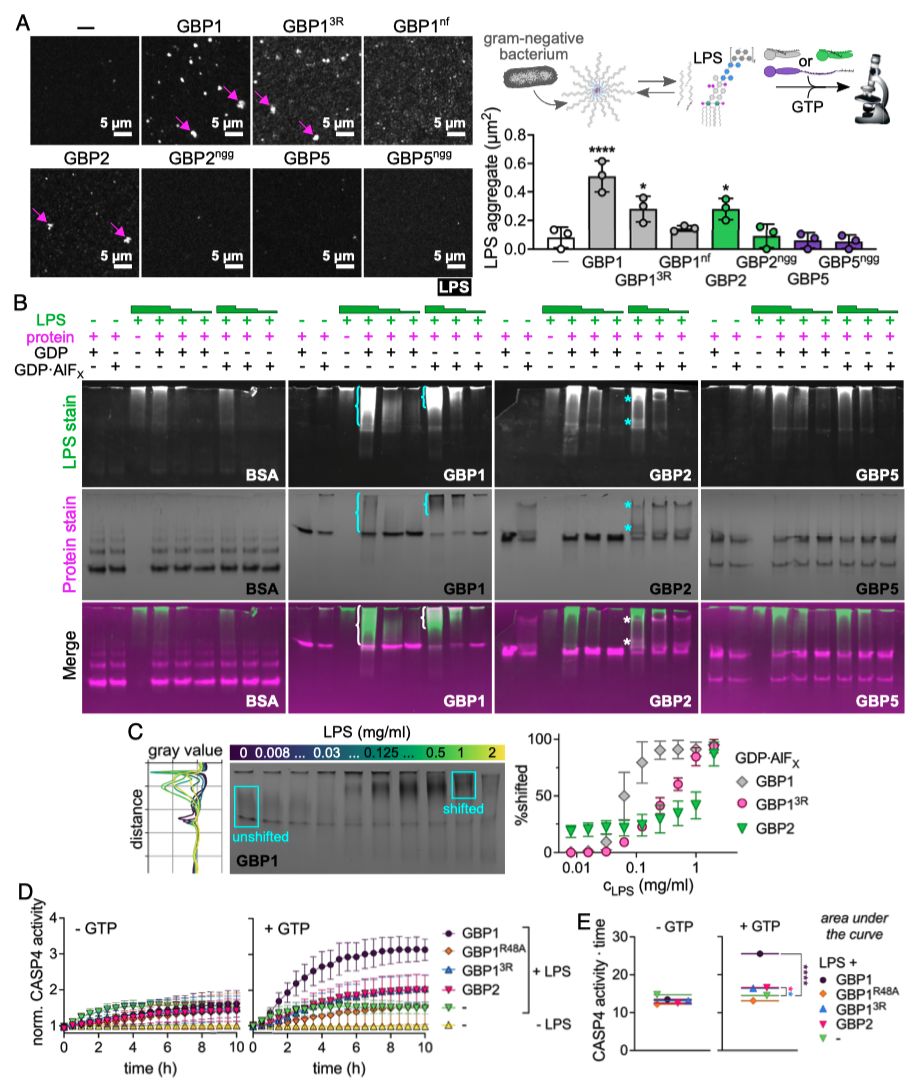 PNAS丨LPS 聚集蛋白 GBP1 和 GBP2 都足以增强体内和离体的 caspase-4 活化 - 知乎