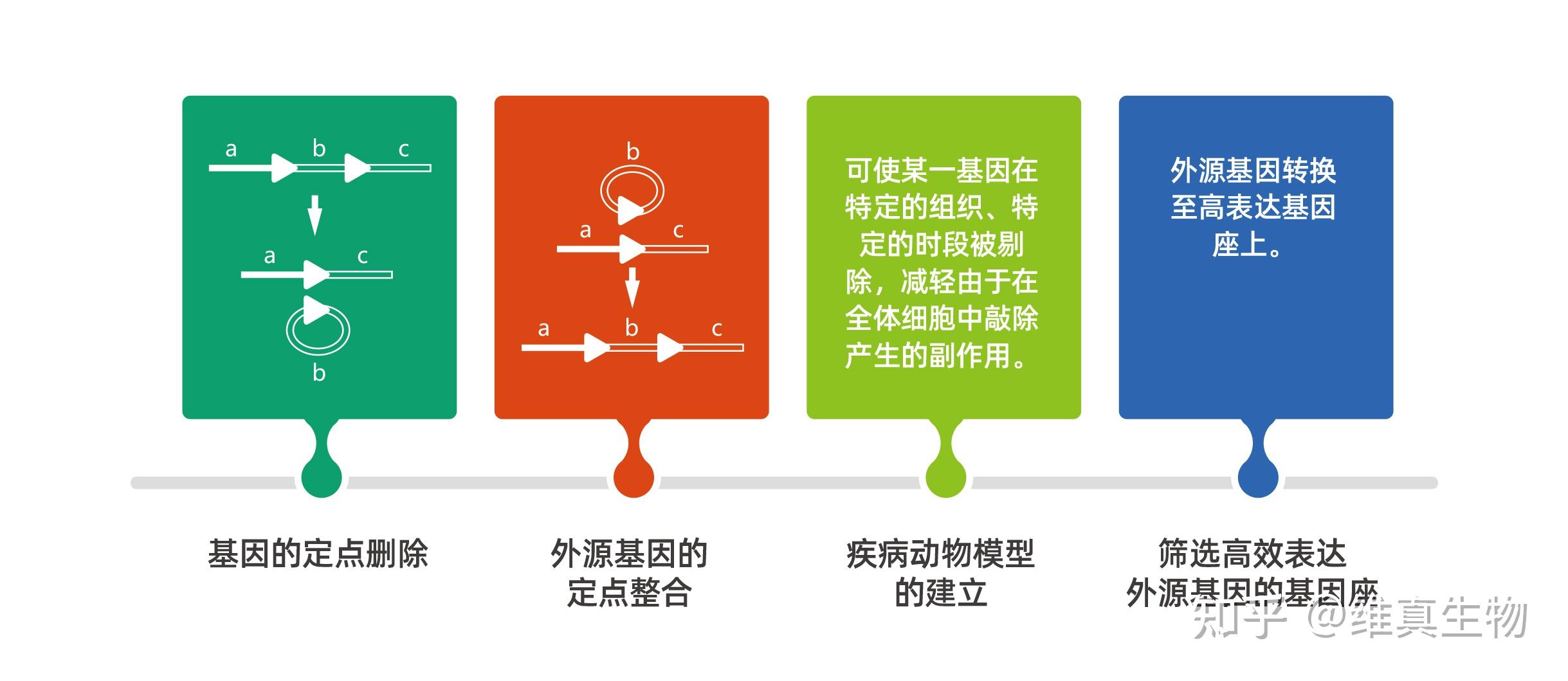 「Cre/loxp」技术是什么？ - 知乎