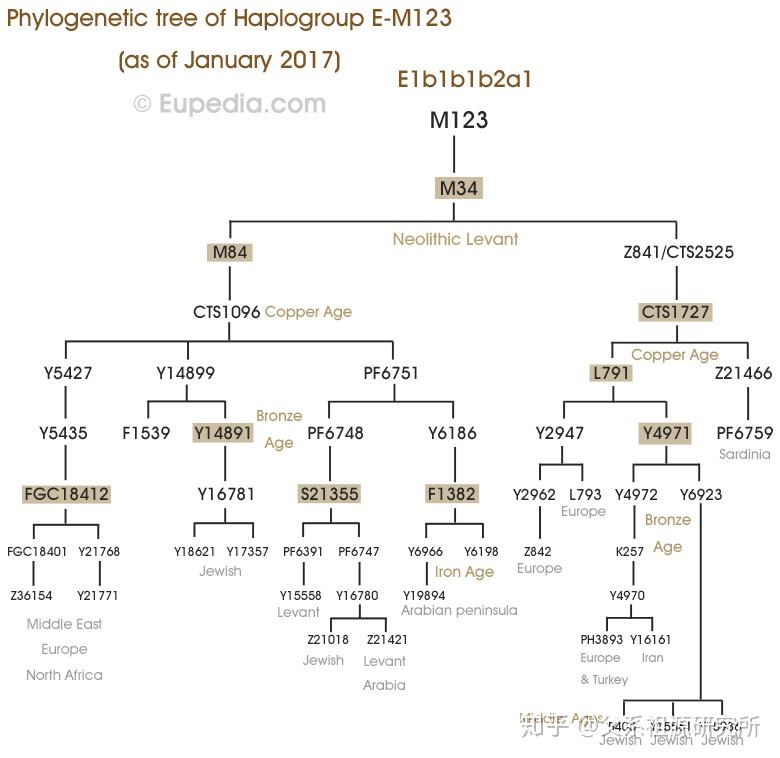 父系单倍群E1b1b - 知乎