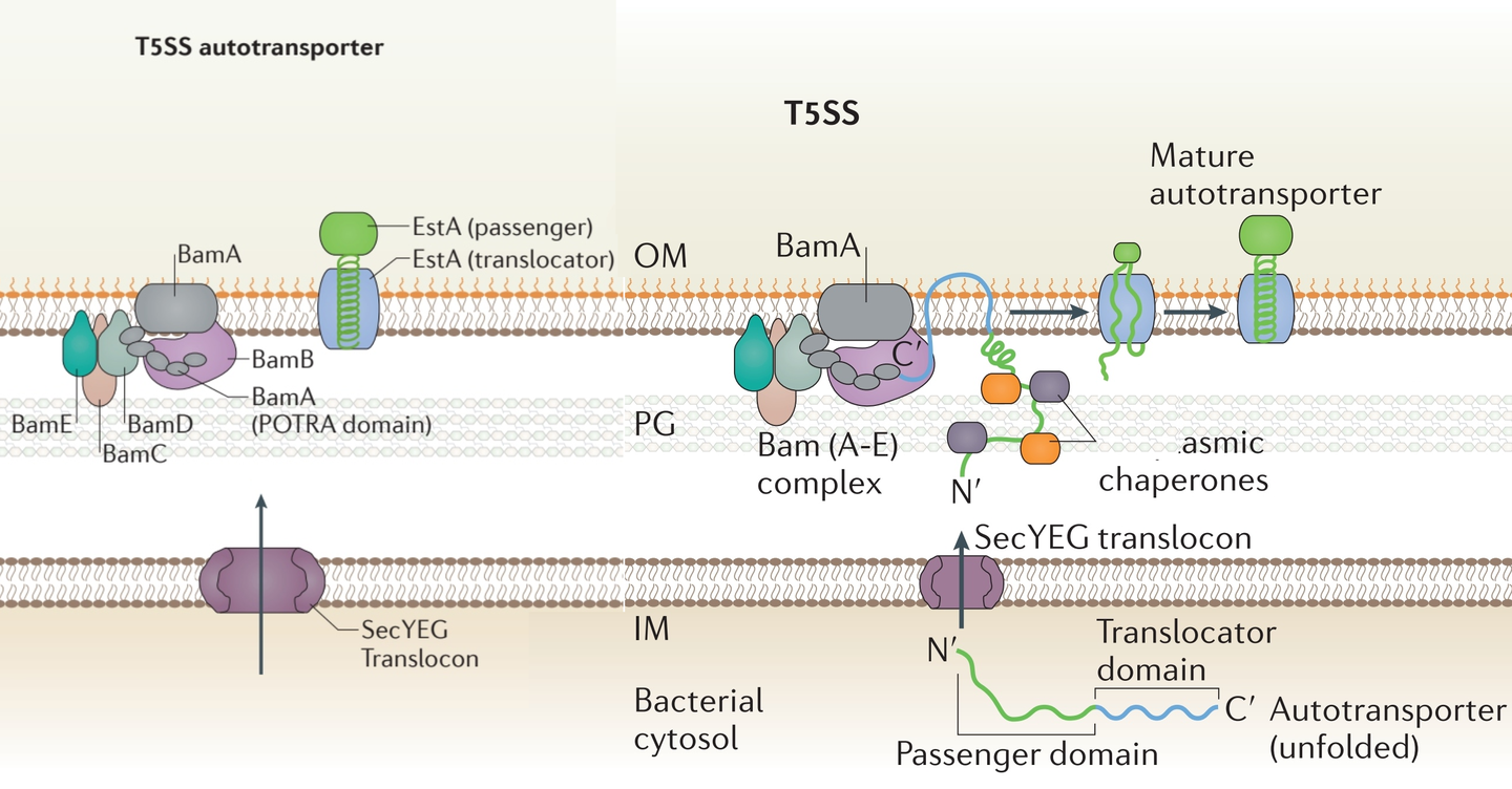 细菌的分泌系统 - 知乎