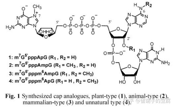mRNA合成|深度解析mRNA甲基化和帽子结构 - 知乎