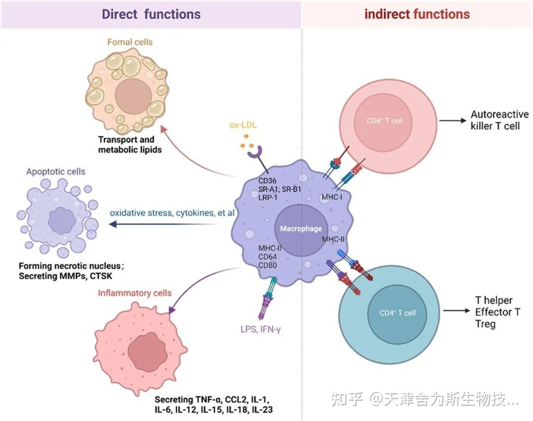 国自然必追热点｜详细解读巨噬细胞的代谢与功能 - 知乎