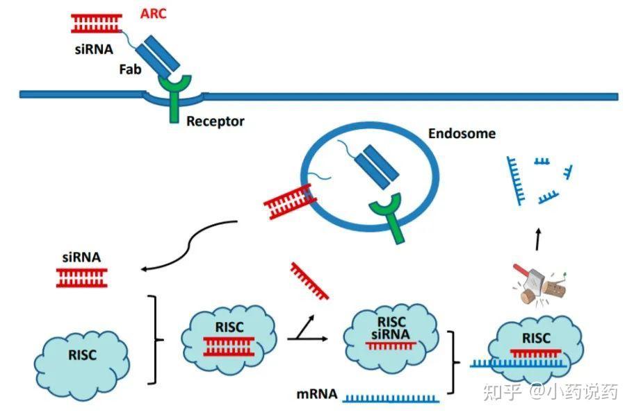 位点特异性AXC新型有效载荷 - 知乎