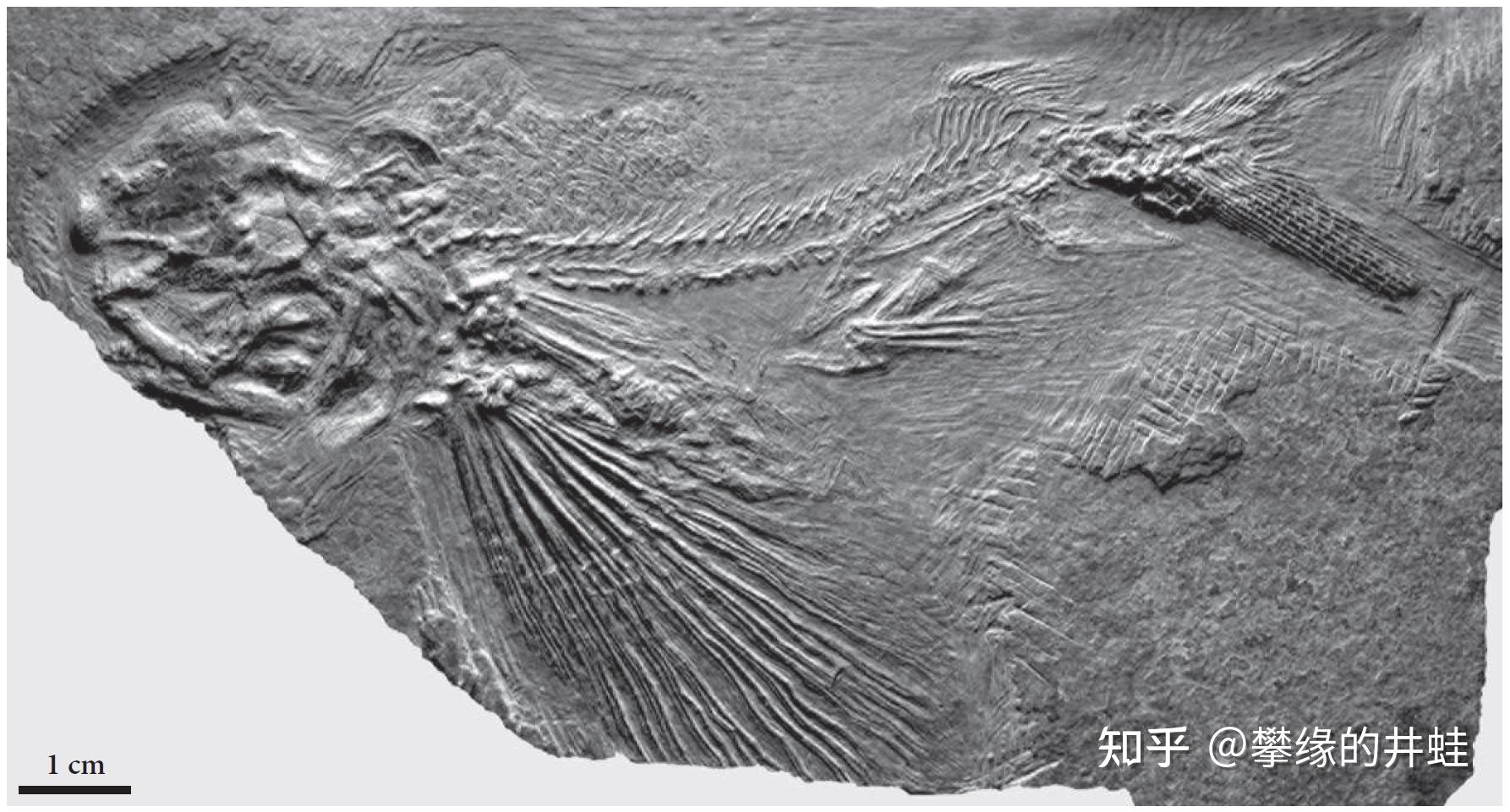 第二百八十回 锦鳞记9：溟海飞出峥头角 - 知乎