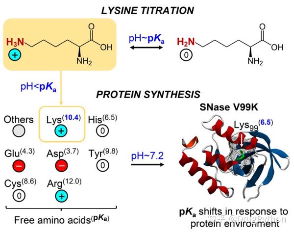 学术速运|利用机器学习实现准确预测蛋白质pKa的基础 - 知乎