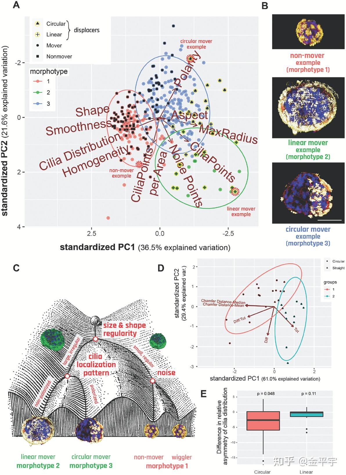 科学家用人体细胞制造微型生物机器人 - 知乎