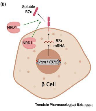 B7家族的泛癌种新星：B7-H4 - 知乎