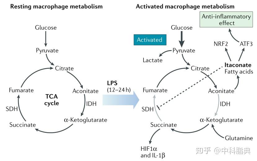 衣康酸:巨噬细胞功能代谢重编的典型产物 - 知乎
