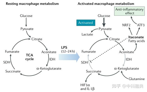 衣康酸:巨噬细胞功能代谢重编的典型产物 - 知乎