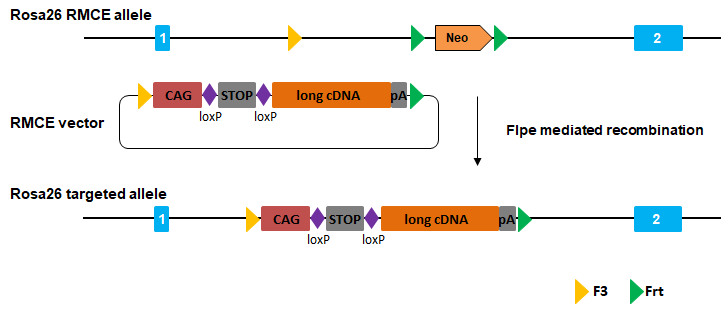 【小鼠大学问】转基因小鼠的“三段进阶” - 知乎