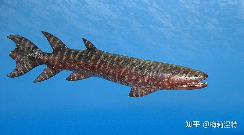第127章 真掌鳍鱼 - 知乎