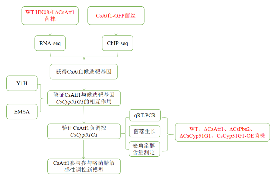 项目文章 ｜ChIP-seq和RNA-seq联合分析助力揭示暹罗炭疽菌对咯菌腈反应的作用 - 知乎