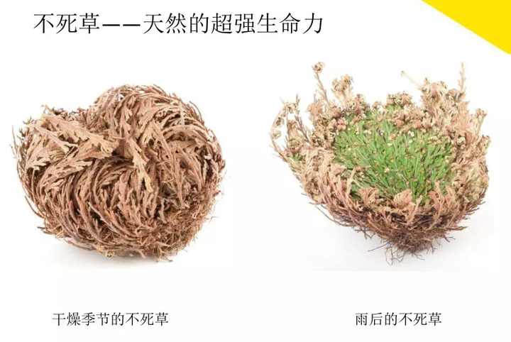 GLYCOIN NATURAL（格莱可因）解密肌肤逆生长奥秘 - 知乎