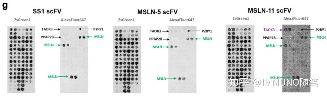 临床案例分享:高活性MSLN靶向的CAR-T细胞疗法导致两例严重肺毒性事件 - 知乎