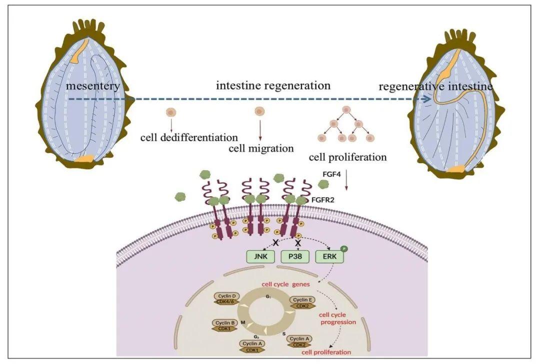 Cell Prolif︱李成华团队揭示仿刺参肠再生的分子调控机制 - 知乎