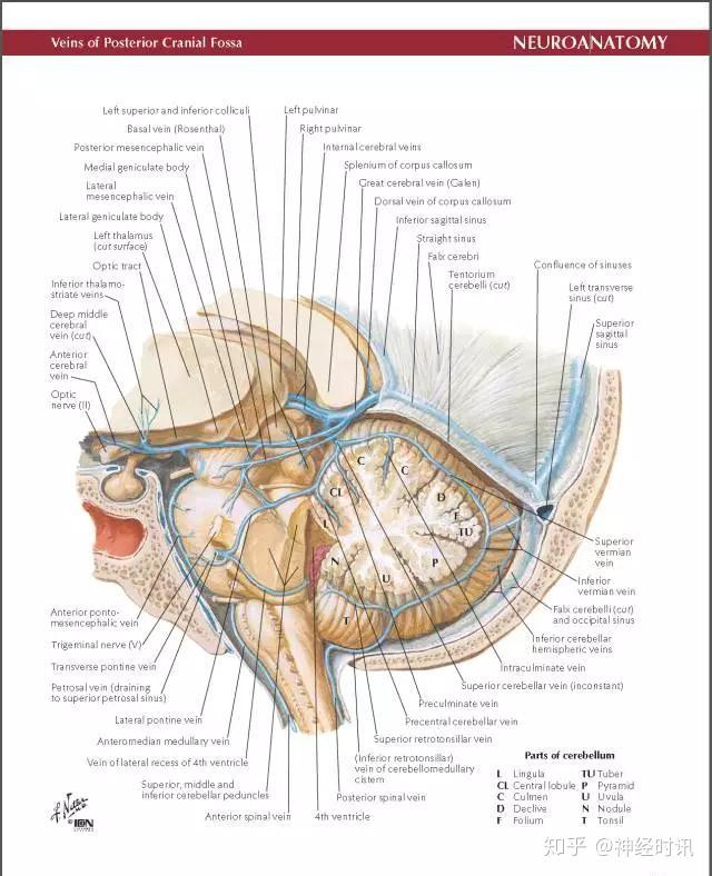 Netter脑血管解剖（精美原版高清彩色大图）二 - 知乎