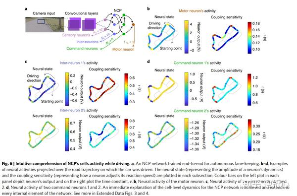 一些文章: Neural circuit policies enabling auditable autonomy - 知乎