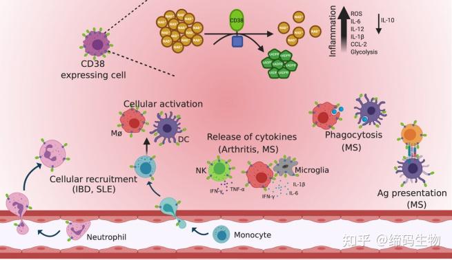 肿瘤免疫靶点 | CD38 - 知乎