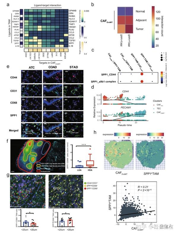 国自然 | 癌症相关成纤维细胞(CAF) - 知乎