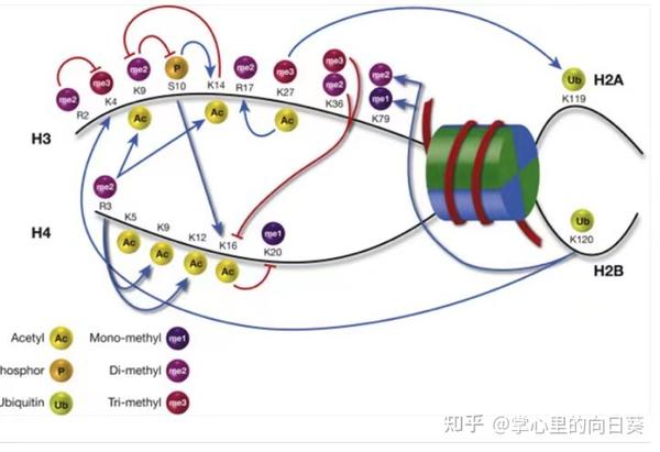 罕见病KAT6A综合征家长的心得与分享 - 知乎