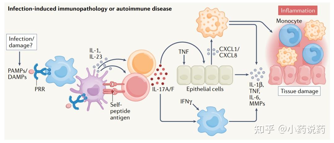 IL-17和Th17细胞的生理和病理作用 - 知乎