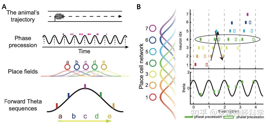 eLife︱北京大学吴思团队报道海马位置细胞形成theta sweeps和相位移动的神经机制 - 知乎