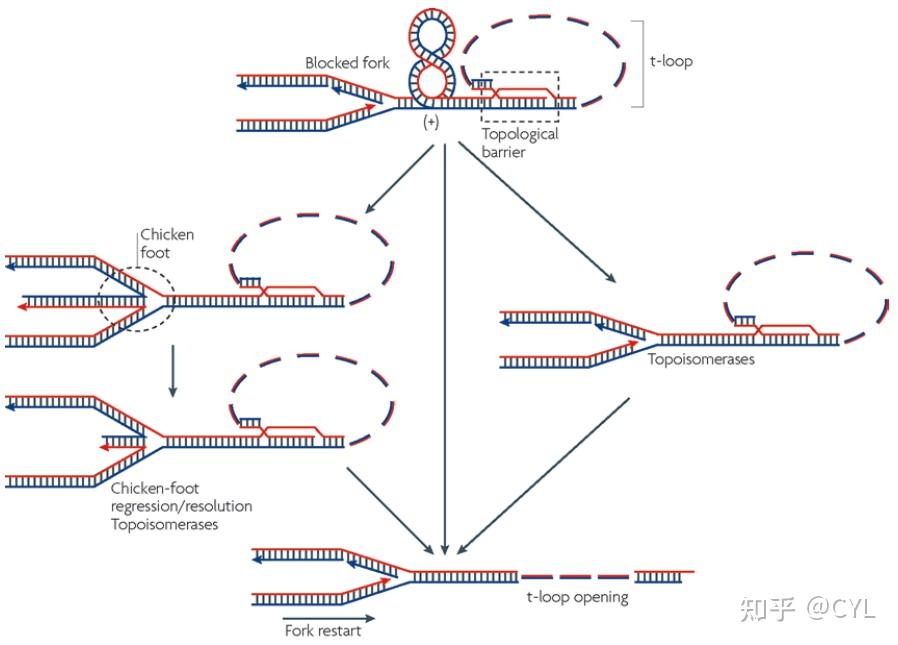 【文献翻译】How telomeres are replicated - 知乎