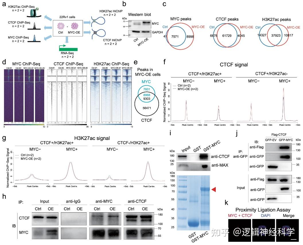 Nat Commun︱东大学第二医院郭海洋/多伦多大学何厚胜等利用HiChIP技术揭示MYC对前列腺癌染色质三维互作的调控机制 - 知乎