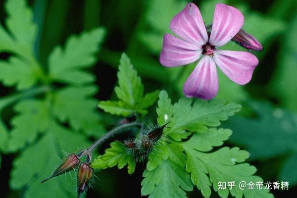 香精与香料(66)—香叶醇 - 知乎