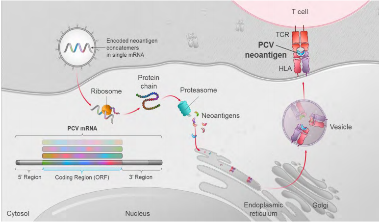 靶向34个新生抗原的个体化疫苗mRNA-4157 - 知乎