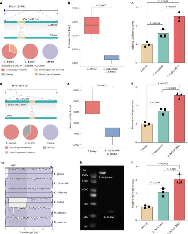 Nat Ecol Evol项目文章详解 | 兰州大学李克欣/刘建全合作揭示基因组结构变异和3D基因组进化在高原鼢鼠低氧适应中的作用 - 知乎
