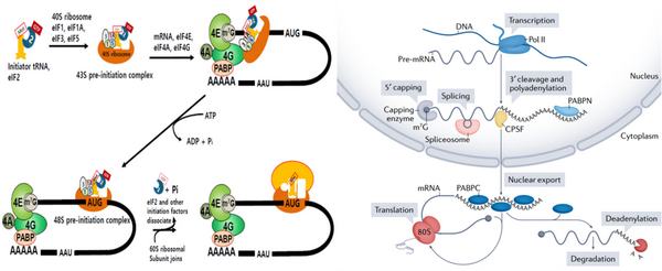 mRNA疫苗这么火，来看看mRNA poly(A)质粒如何快速合成和稳定制备？ - 知乎
