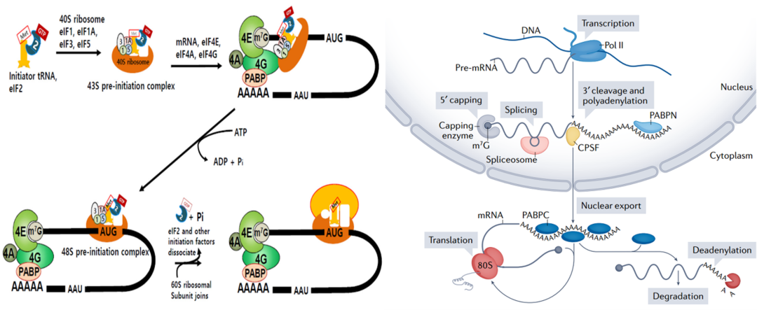 mRNA疫苗这么火，来看看mRNA poly(A)质粒如何快速合成和稳定制备？ - 知乎