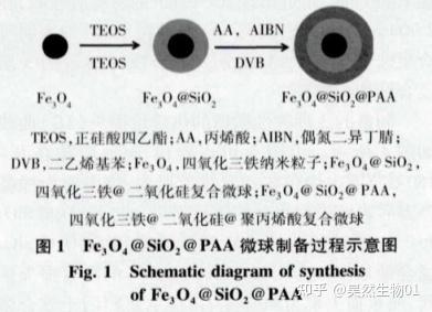 多层核-壳结构Fe3O4@SiO2@PAA（100nm），复合微球的合成实验 - 知乎