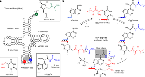 RNA world学说 （RNA world hypothesis） - 知乎
