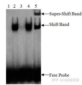 一文搞懂EMSA实验 - 知乎