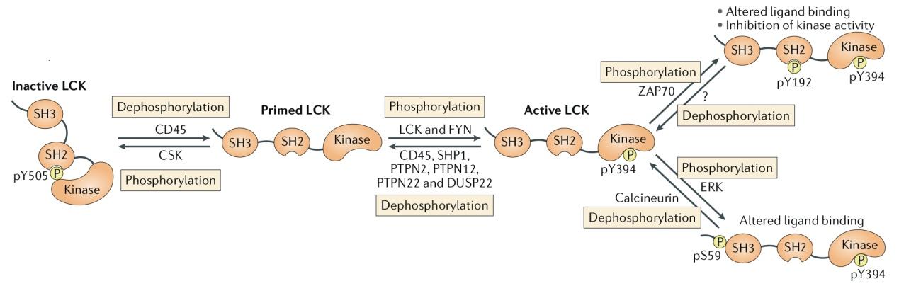 癌症免疫治疗相关的TCR信号通路研究新进展 - 知乎